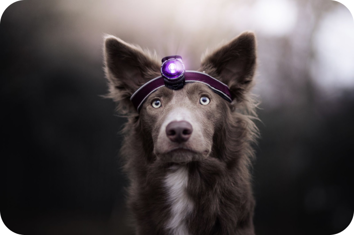 How does a dog see? | 4dox.com