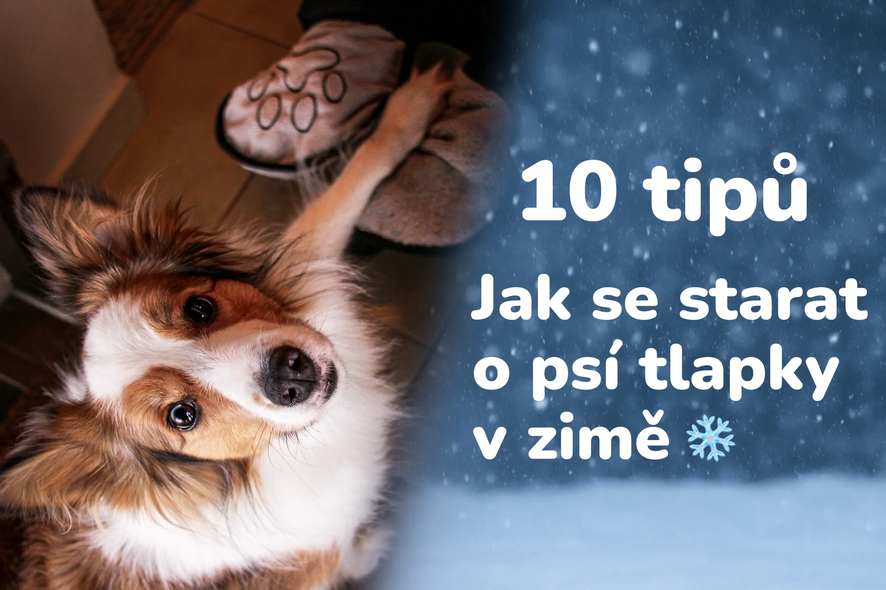 10 tipů jak se starat o psí tlapky v zimě - 4dox.cz