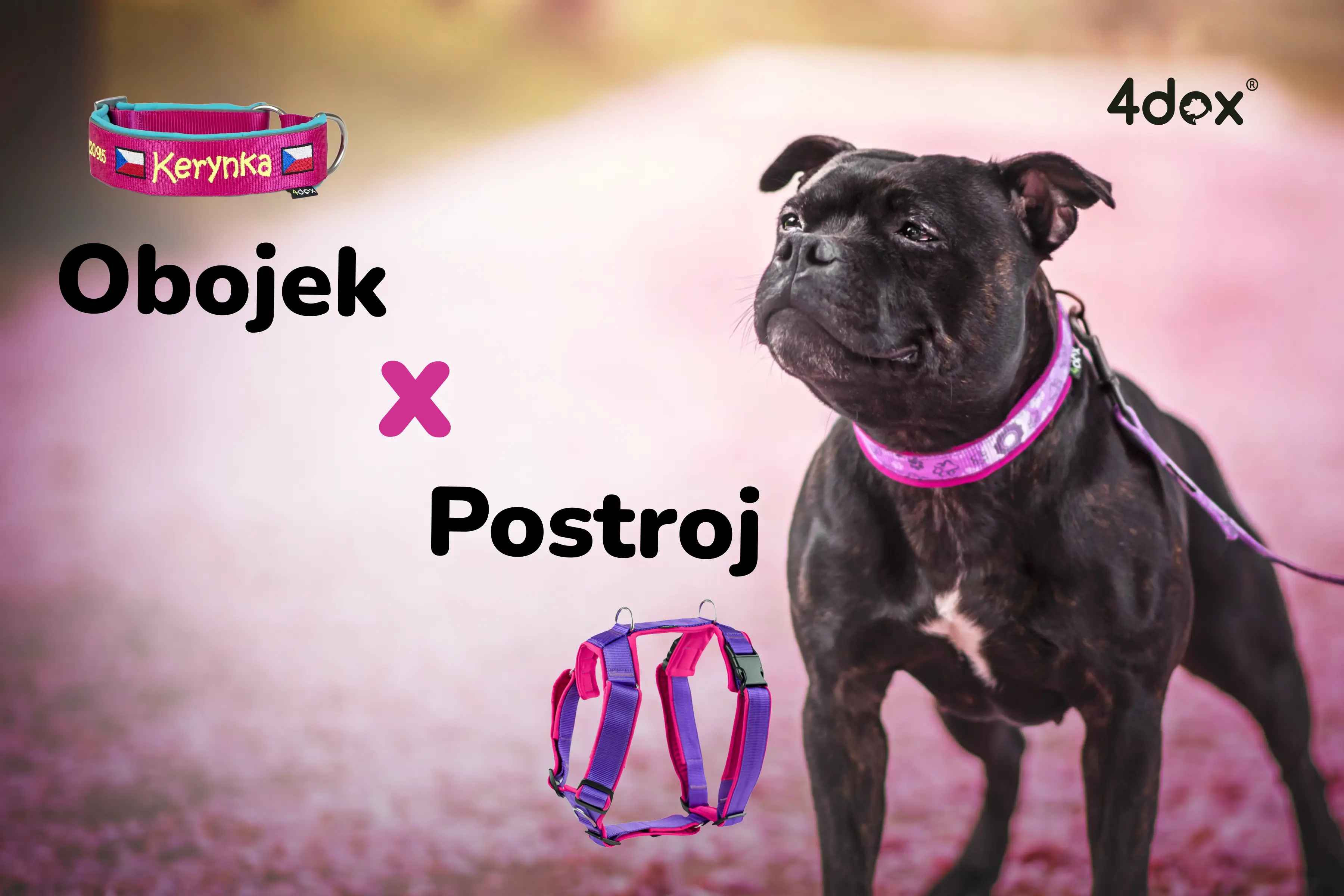 Obojek, nebo postroj? Co zvolit pro mého psa? - 4dox.cz