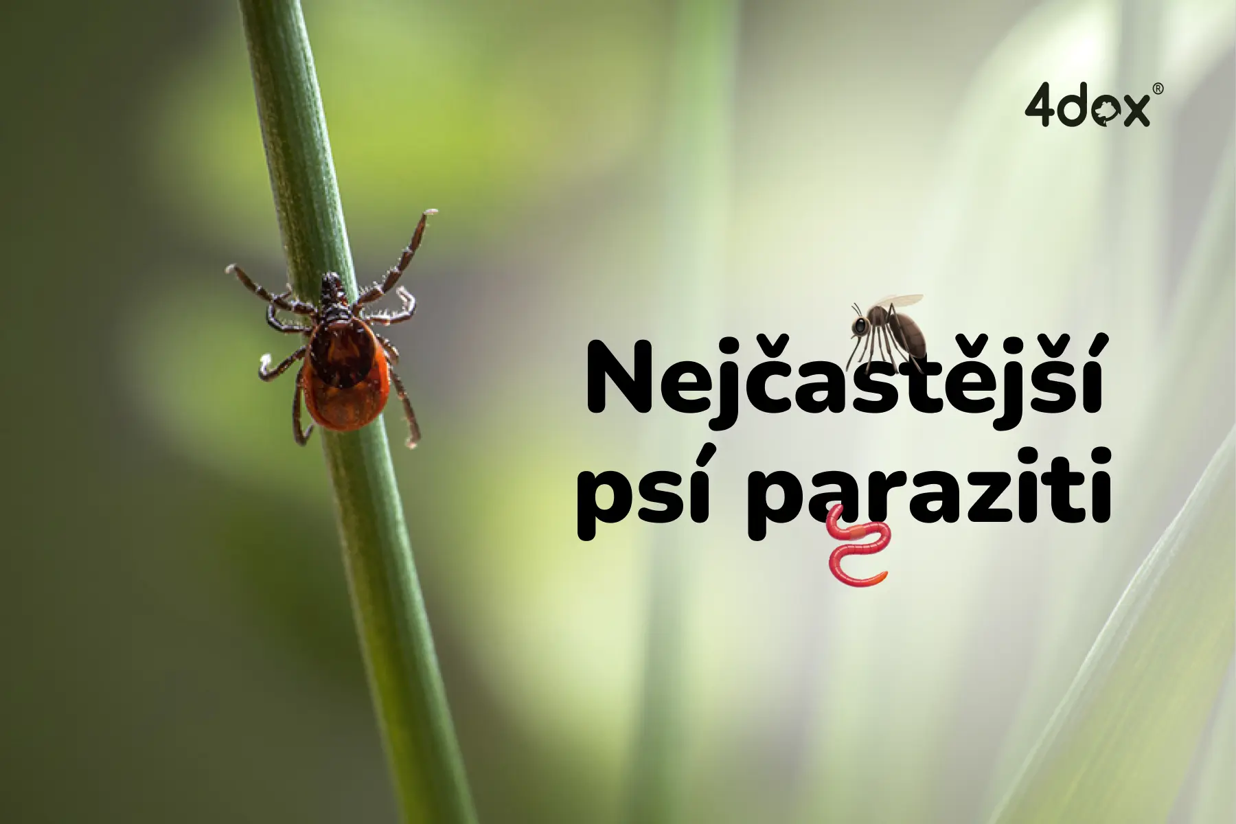 Najčastejšie psie parazity a ako na ne. - 4dox.cz