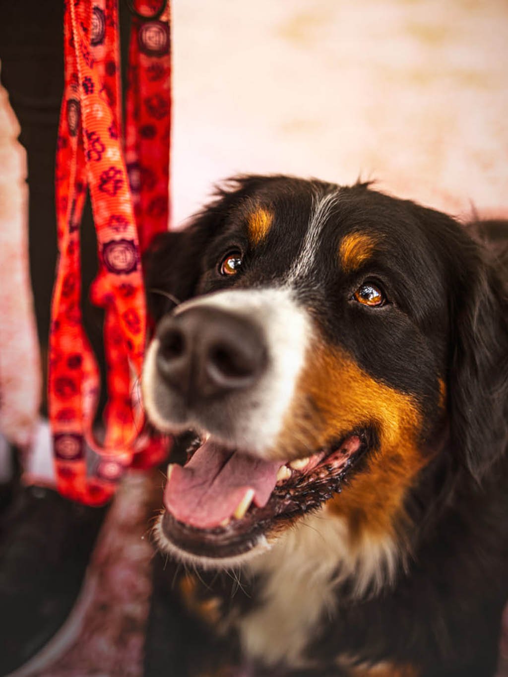 switching leash CHAKRAS salmon - 4dox Nederland