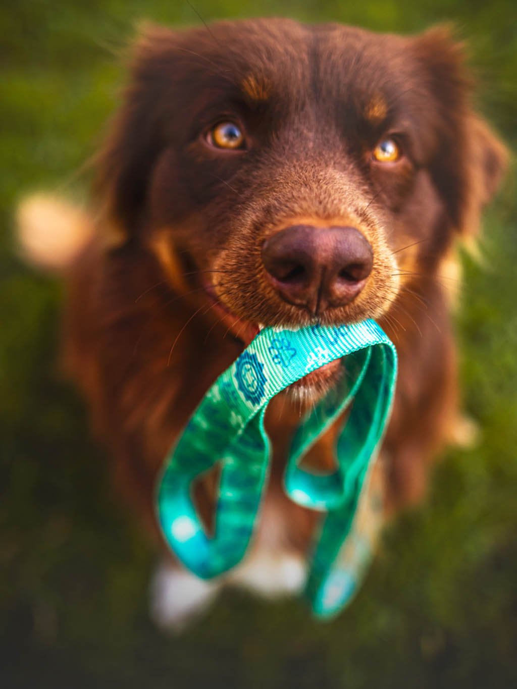 leash switching CHAKRAS mint - 4dox Nederland