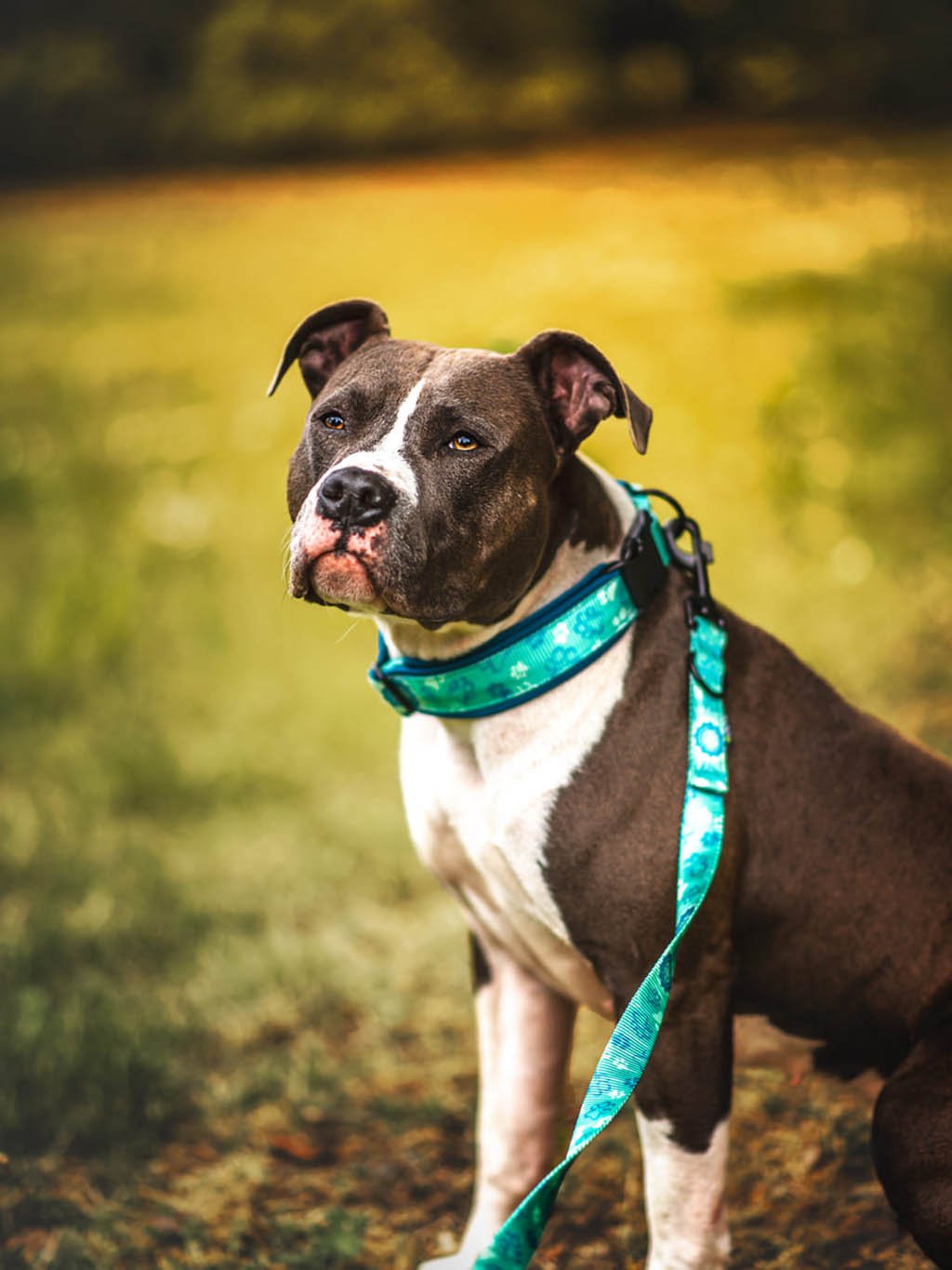 leash switching CHAKRAS mint - 4dox Nederland