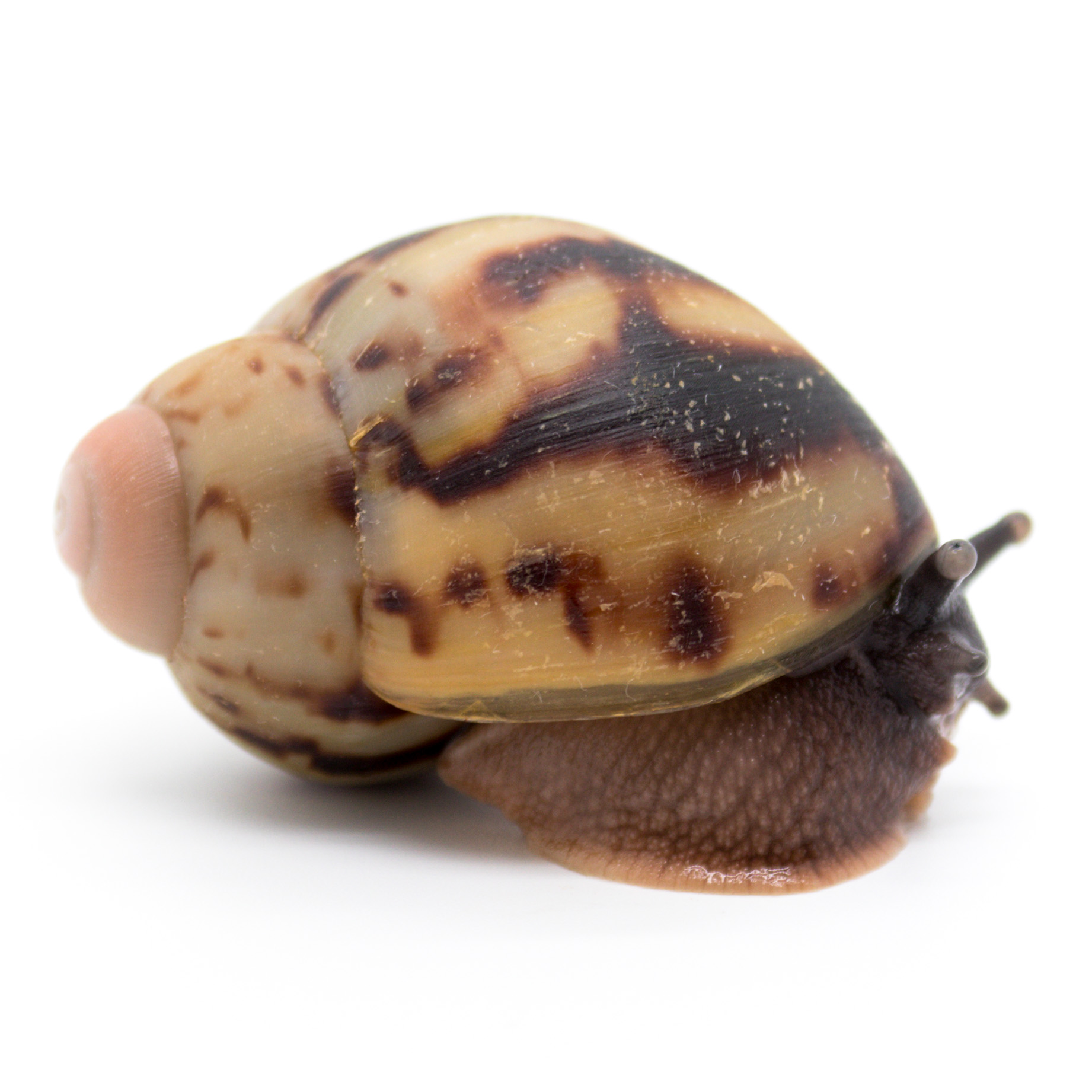 Arch. marginata egregia Cameroon