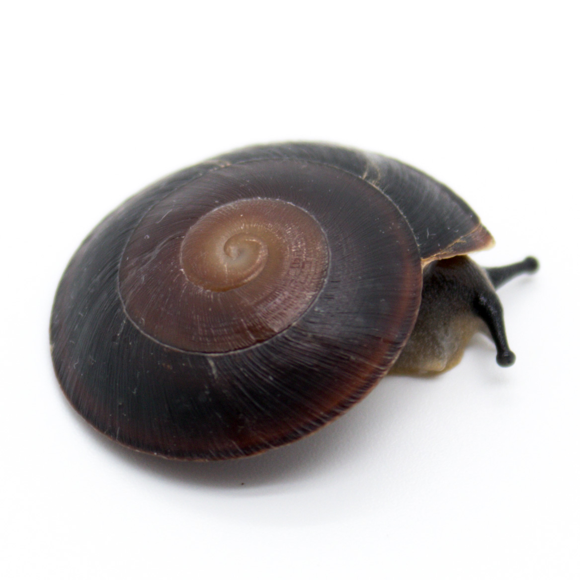 Caracolus sagemon Cuba - Achatina shne.czek